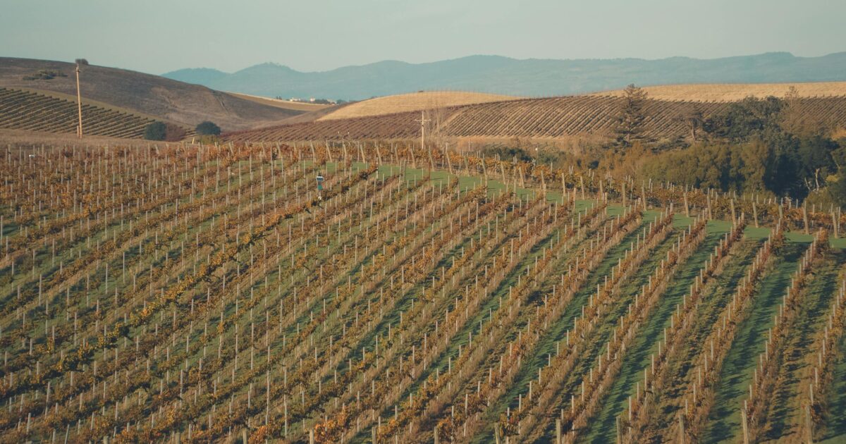 Gilroy invests in ice rink, infrastructure, parks under $413M budget ...